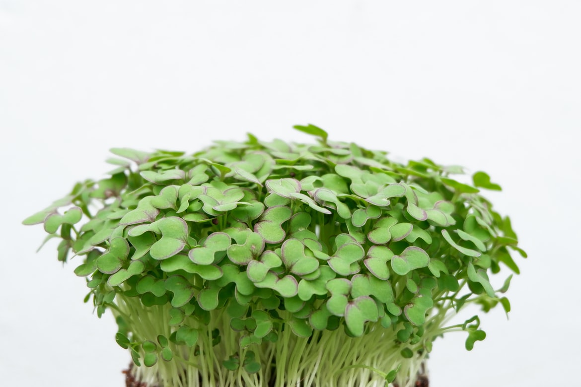 An Introduction to Microgreens- The Most Nutritious Microgreens To Gro ...