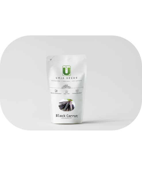 Shop Black Carrot [Kaali Gajar] Seeds Online | Urja Seeds