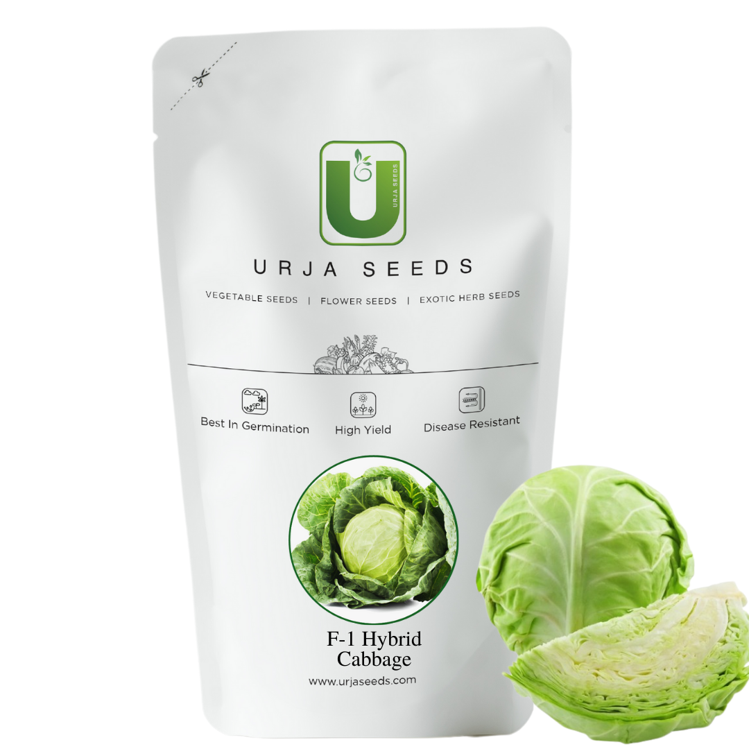 Cabbage Seeds F-1 Hybrid Superball – Urja Seeds
