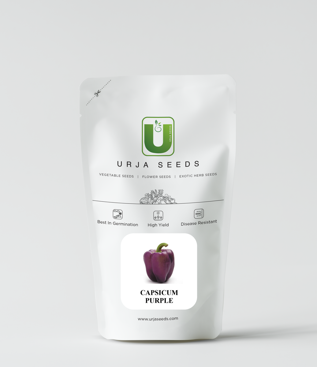 Shop Purple Capsicum [Shimla Mirch] Seeds Online | Urja Seeds