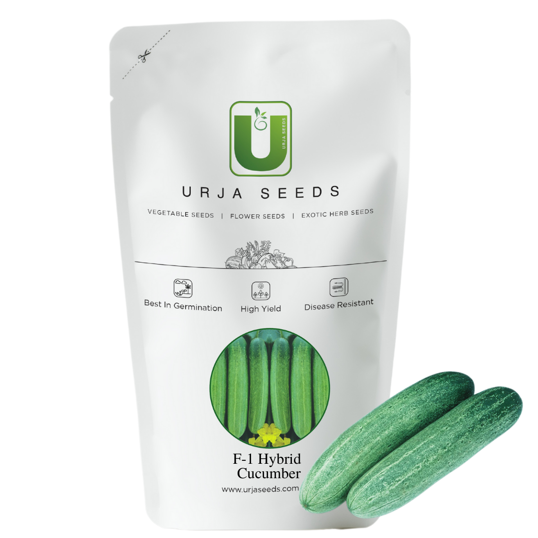 Shop Cucumber Bella F1 Hybrid Seeds Online | Urja Seeds