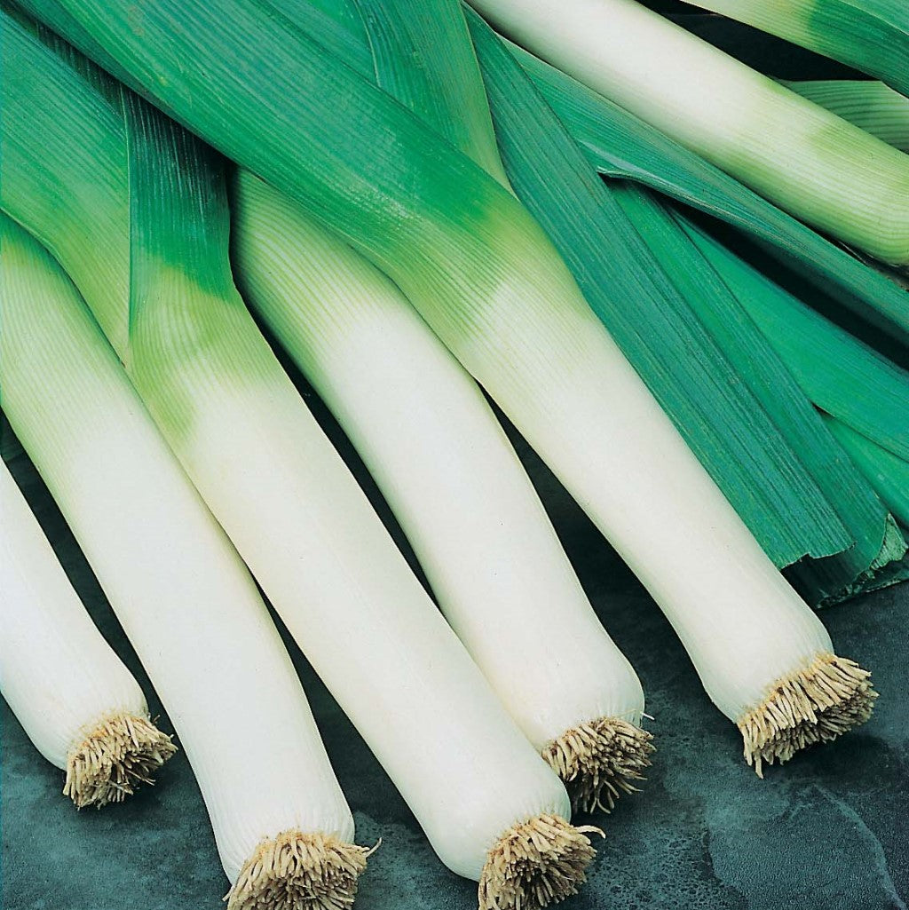 Leek Seeds Prizetaker – Urja Seeds
