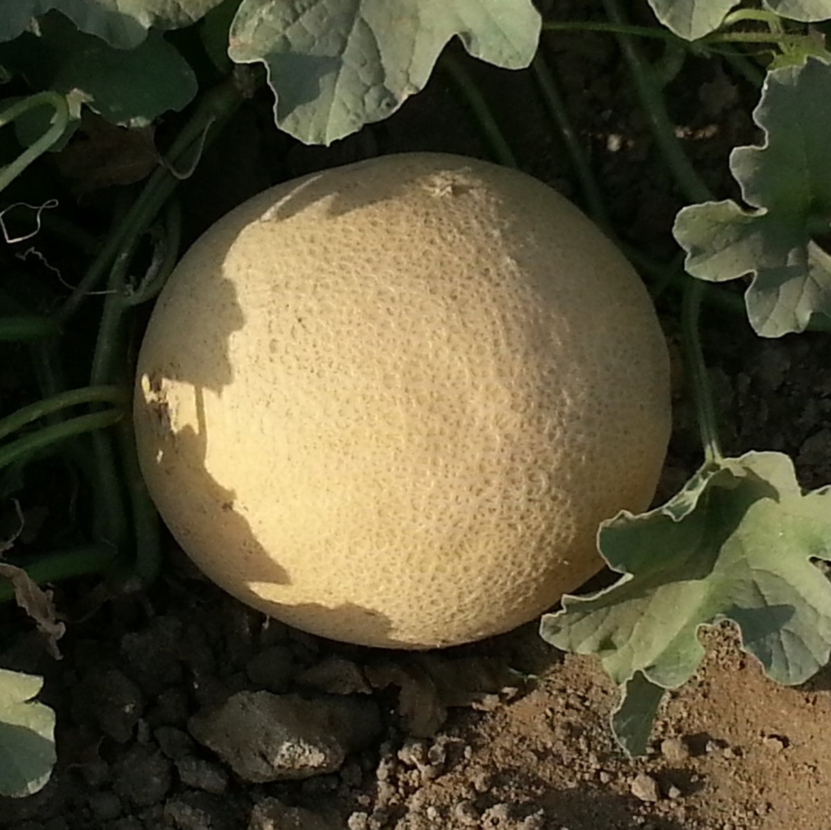 Muskmelon Seeds F-1 Hybrid US-111 – Urja Seeds