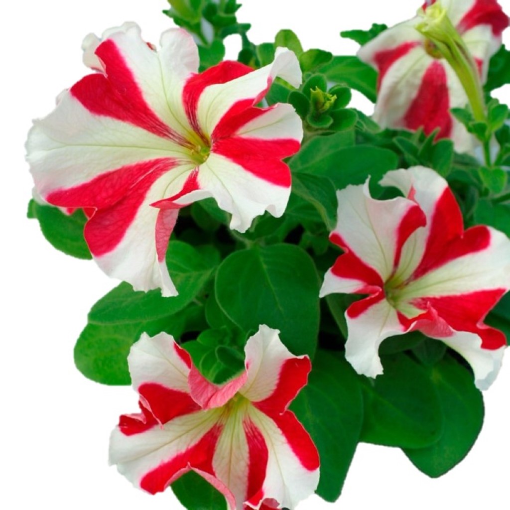 Petunia Star Mix - Flower Seeds – Urja Seeds