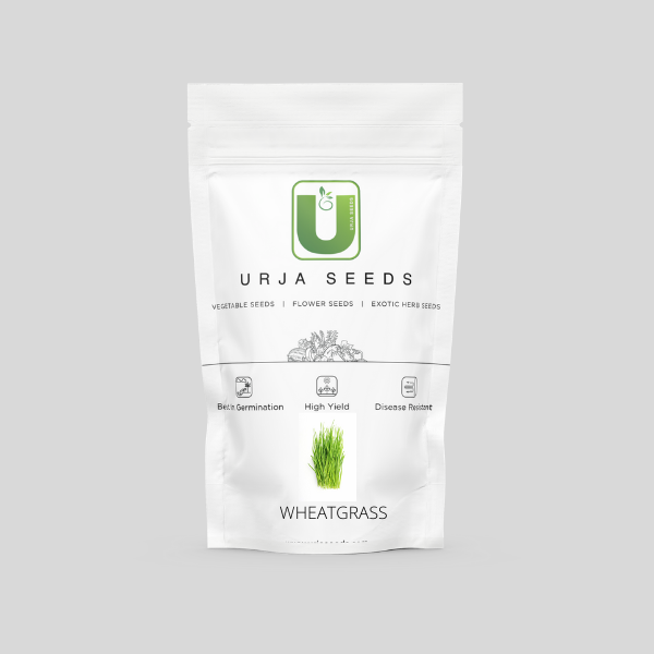 Wheat Grass Micro Green Seeds – Urja Seeds