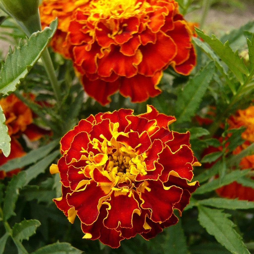 Marigold French Red Brocade - Flower Seeds – Urja Seeds