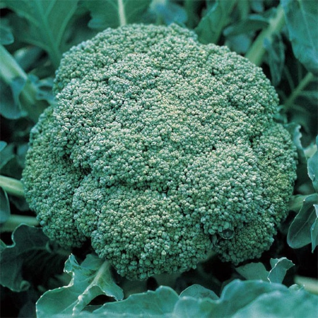 Broccoli Seeds-Green Sprouting – Urja Seeds
