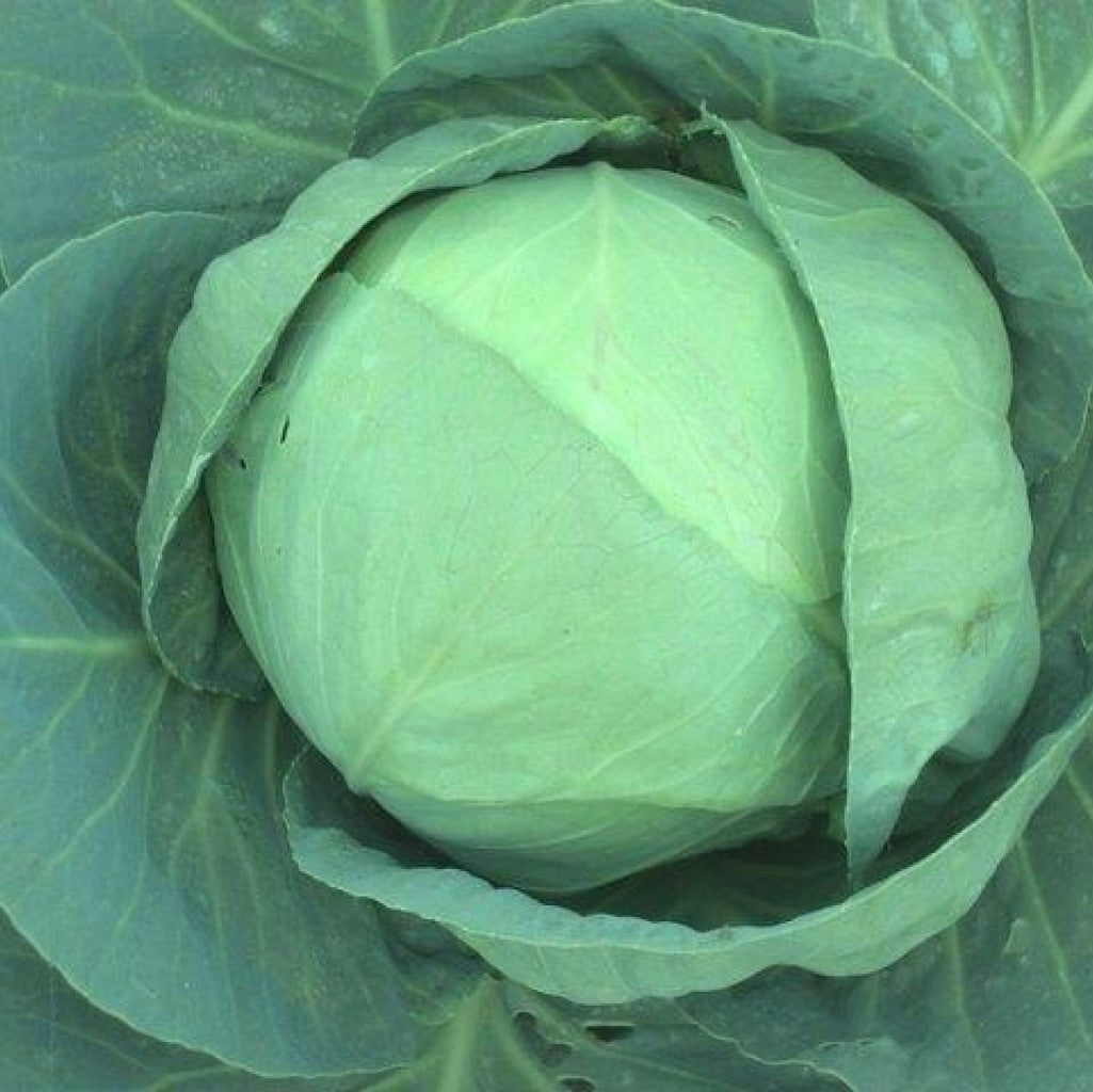 Cabbage Seeds F-1 Hybrid Urja Bharat – Urja Seeds