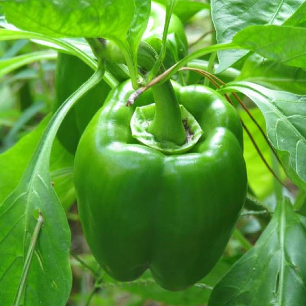 Capsicum Seeds F-1 Hybrid Indrani – Urja Seeds
