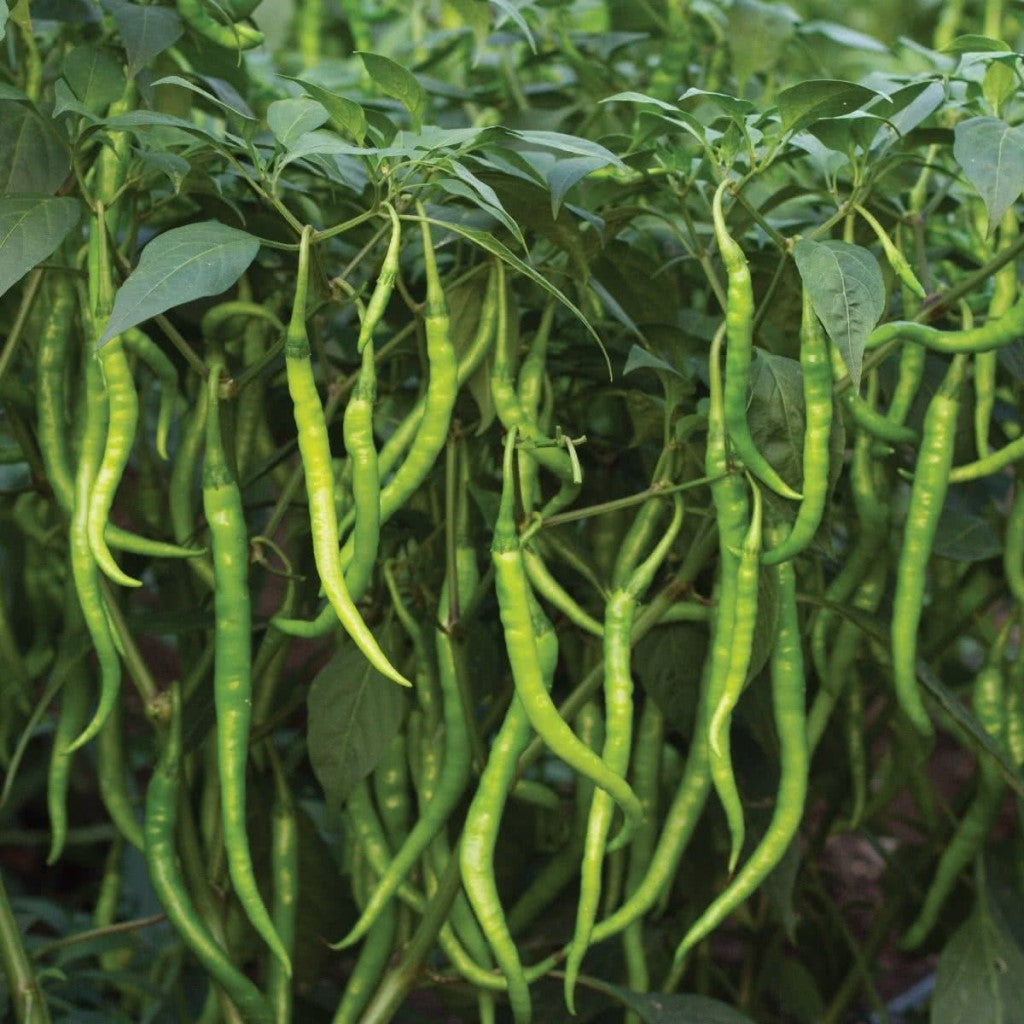 Chilli Seeds Jwala – Urja Seeds