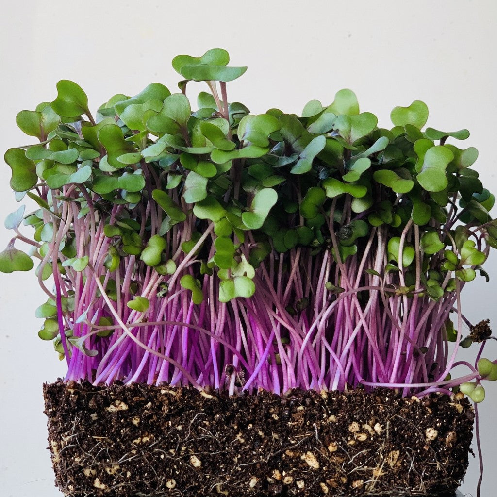 Red Cabbage - Micro green Seeds – Urja Seeds