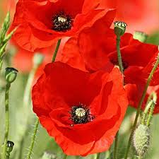 Poppy Red Indian - Flower Seeds – Urja Seeds