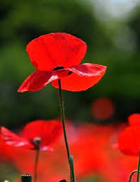 Poppy Red Indian - Flower Seeds – Urja Seeds
