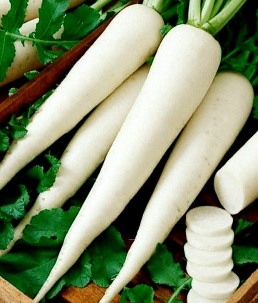 Radish Seeds Chetki Long – Urja Seeds