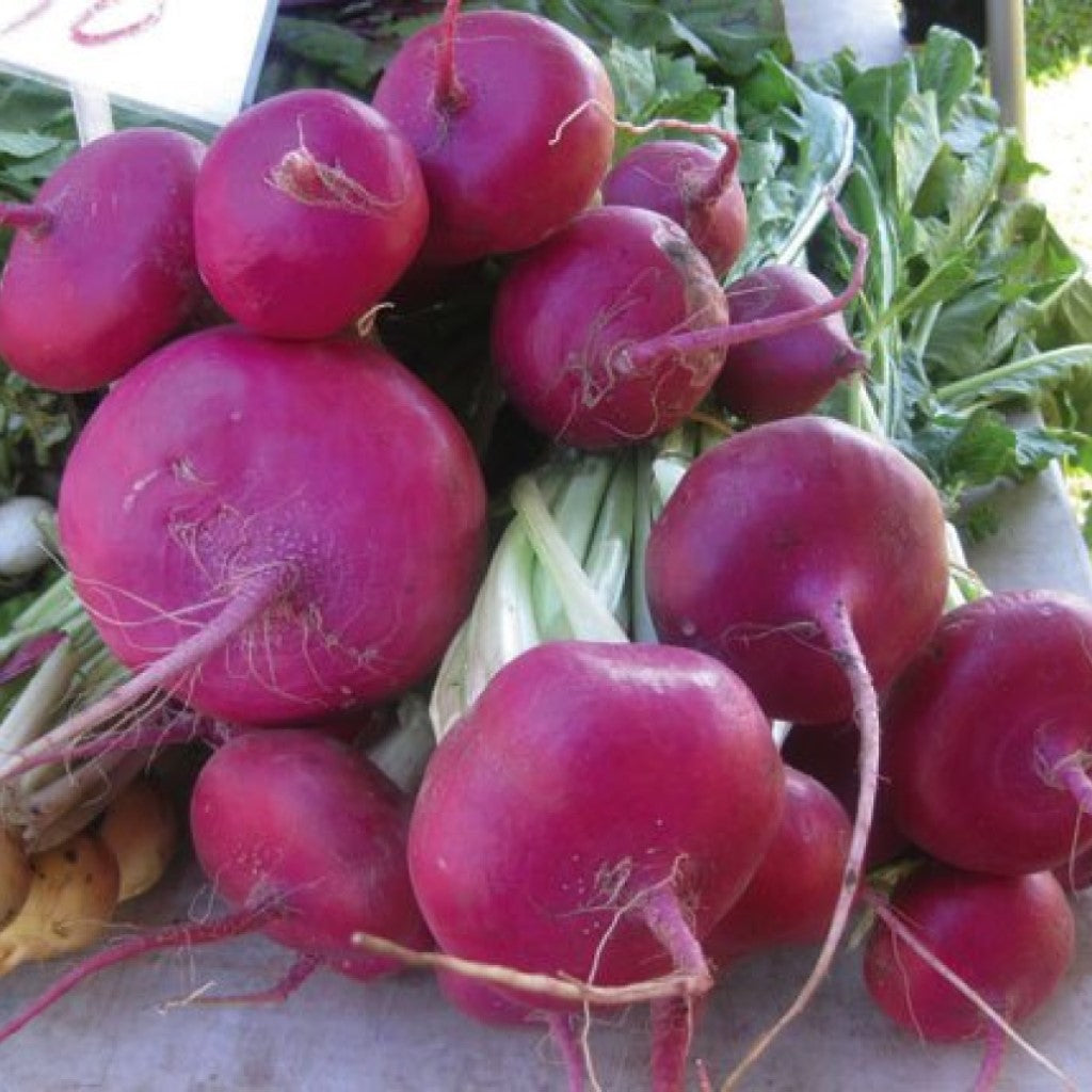 Turnip Seeds Red Ball – Urja Seeds